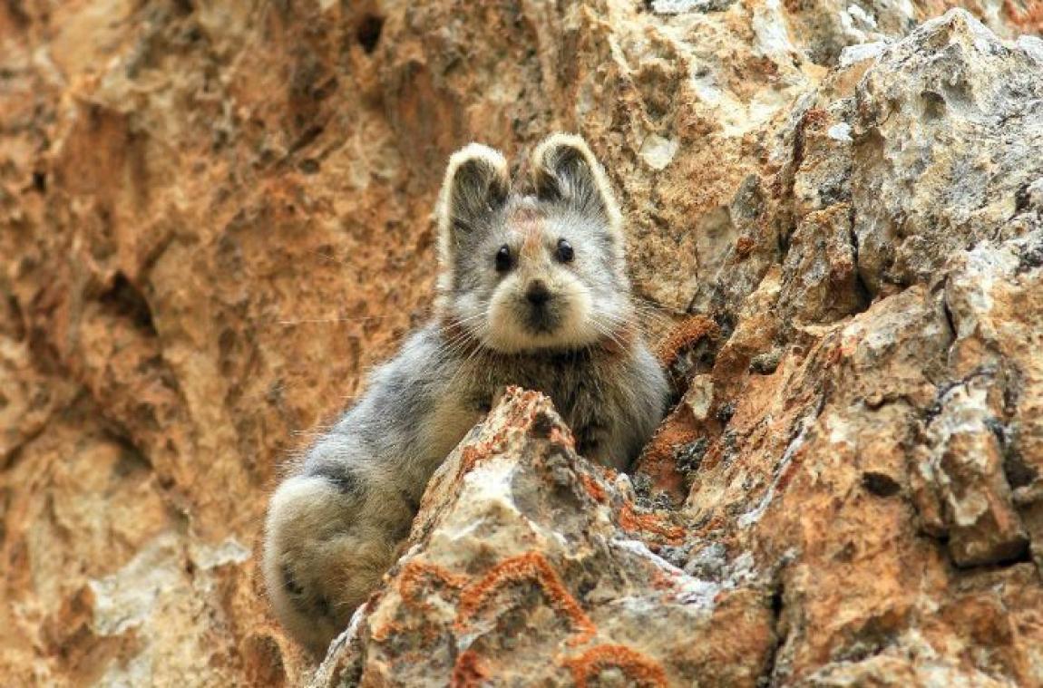 VIDEO. Un rarissime Ili Pika filmé pour la première fois en Chine ...