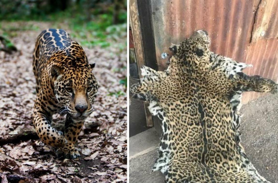 L'un des deux seuls jaguars des Etats-Unis probablement abattu - Metrotime