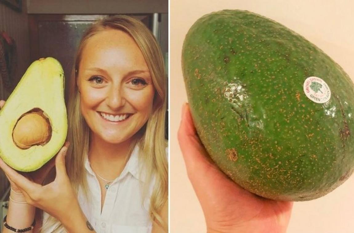 Avozilla, un avocat géant qui pèse plus d'un kilo - Metrotime