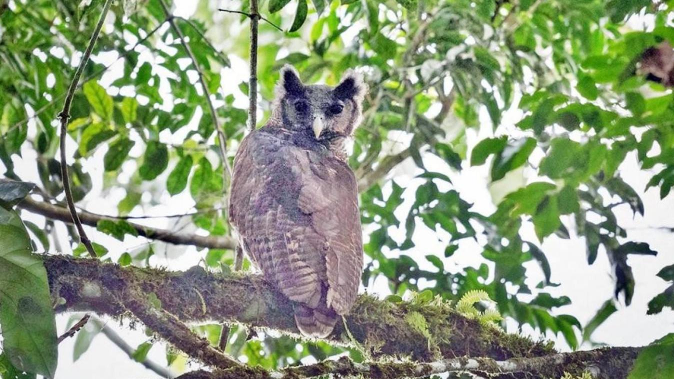 Le rare cliché d’un hibou géant, aperçu pour la première fois depuis ...