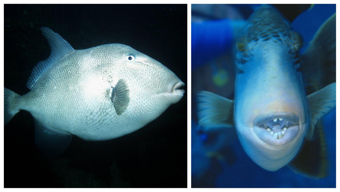 Attention à vos jambes, les poissons mordeurs arrivent en mer du Nord ...