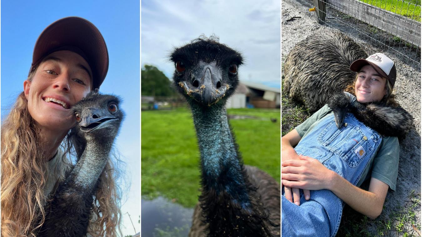 Emmanuel l’émeu, l’autruche star de TikTok, entre la vie et la mort à ...