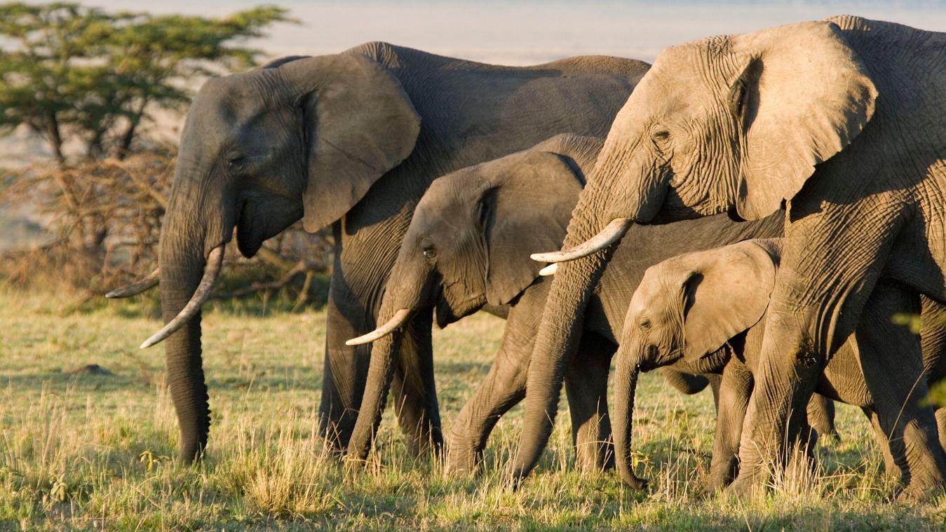 Pourquoi la disparition des éléphants menace aussi la planète? - Metrotime