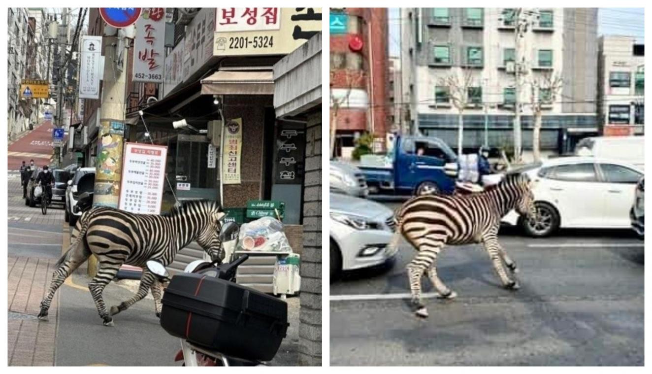 Ce zèbre s’échappe de son zoo et se promène plusieurs heures en ville ...
