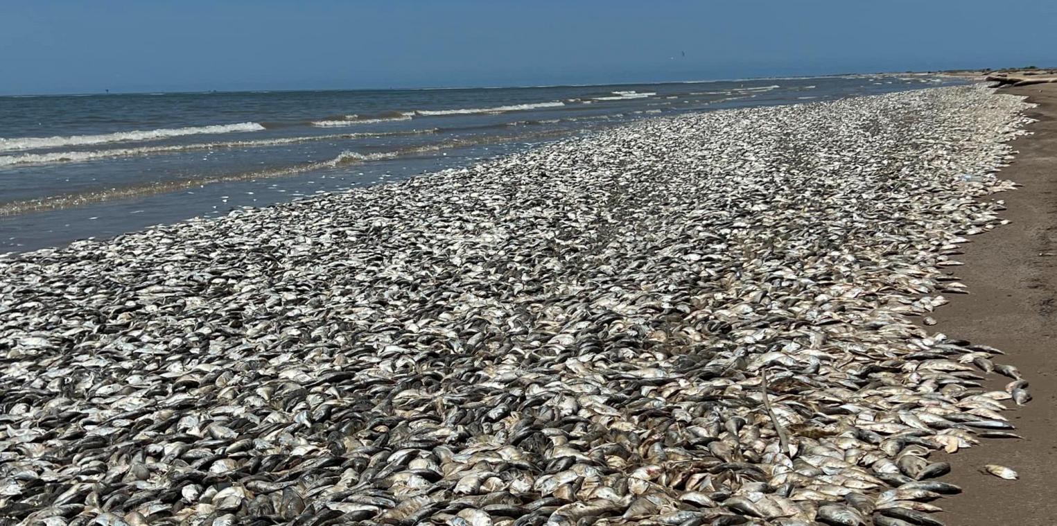 Vision de fin du monde: des centaines de milliers de poissons s ...