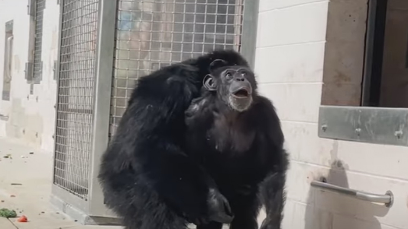 Enfermé en cage depuis toujours, un singe voit le ciel pour la première ...