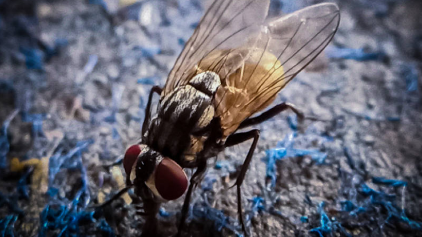 Morsures très douloureuses et hospitalisations: ces mouches noires ...