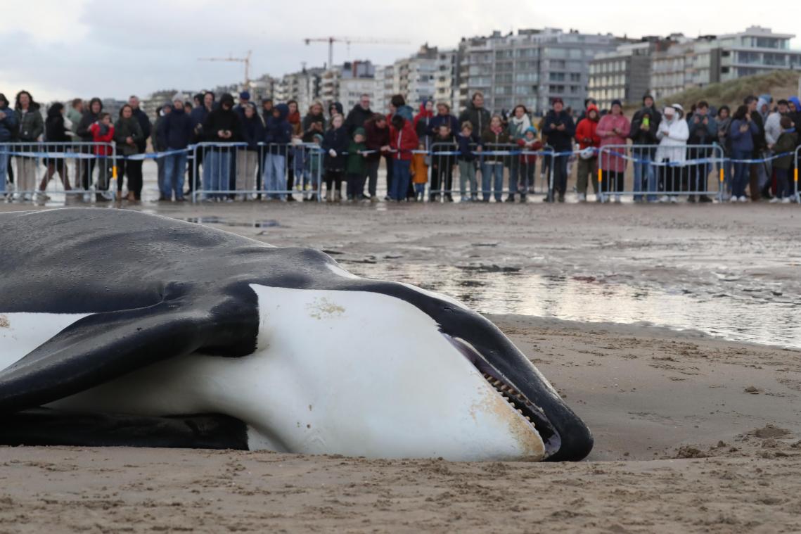 Triste fin pour l’orque aperçu au large de la Côte belge (photos ...