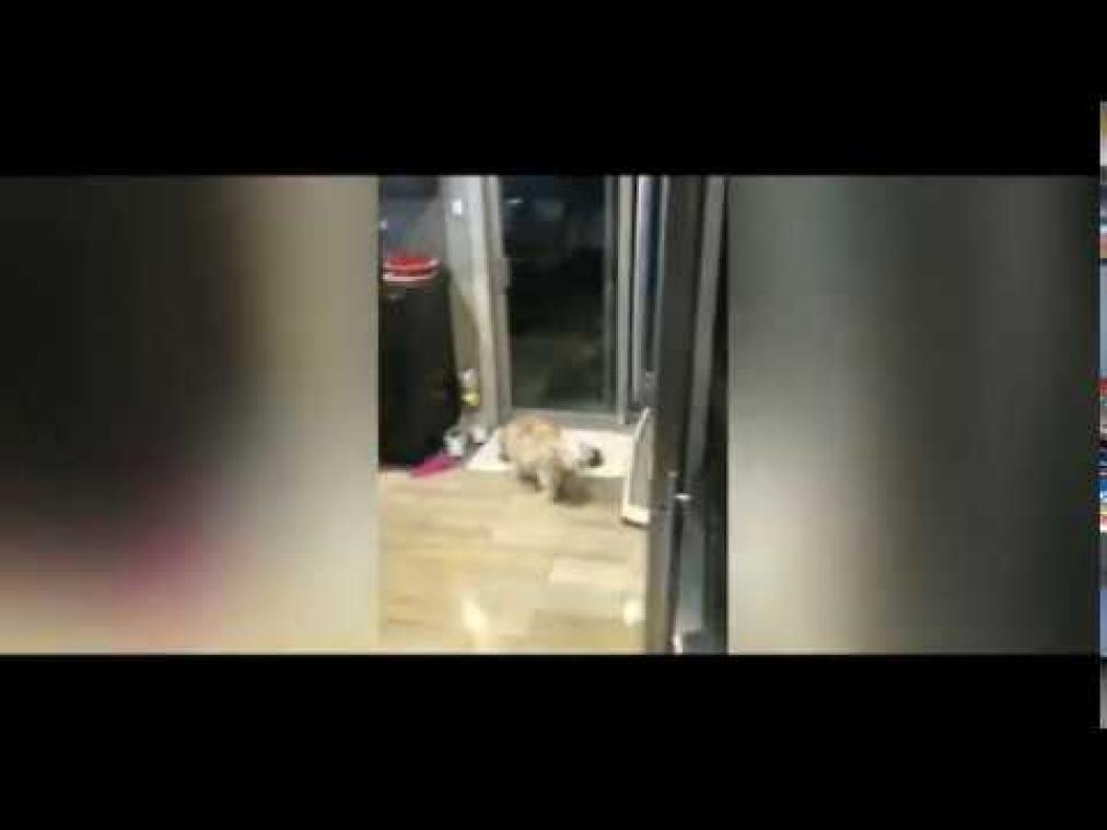 VIDEO. Twitter in de ban van 'Dog Cheese Challenge' - Metrotime