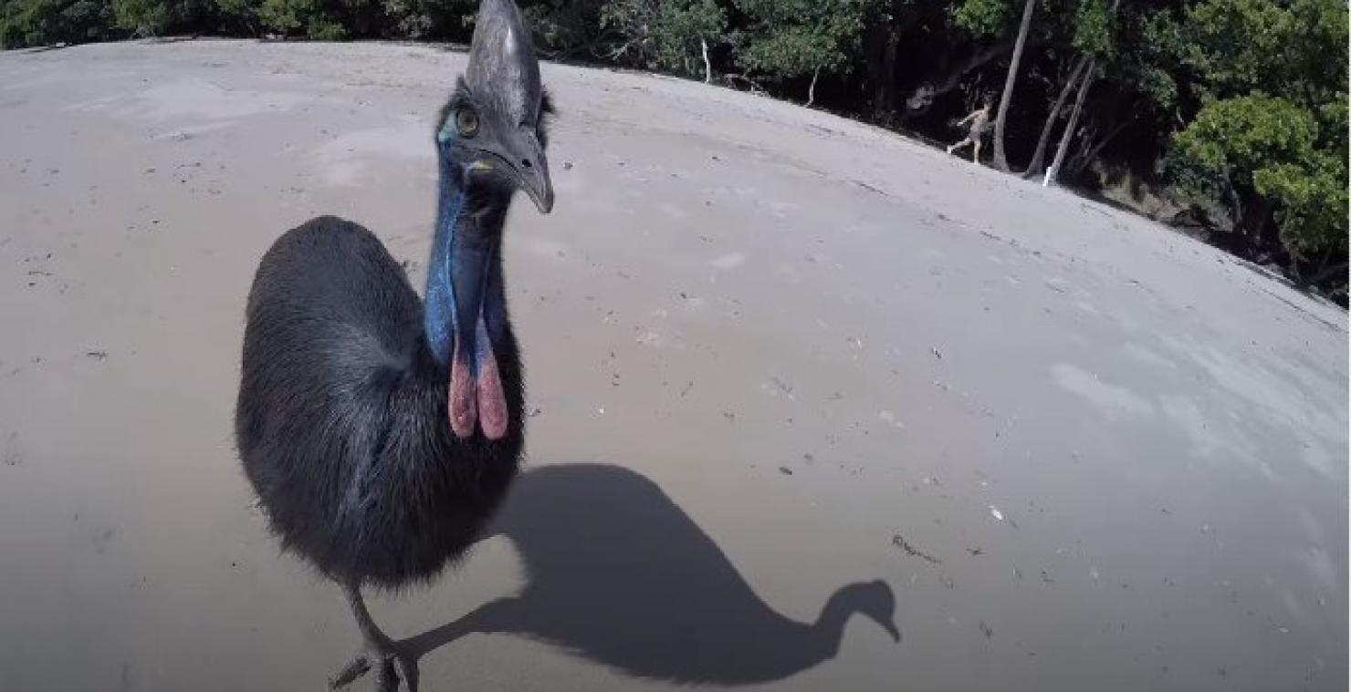 Zeldzame loopvogel is al vijftig jaar single: "Zoektocht naar partner ...