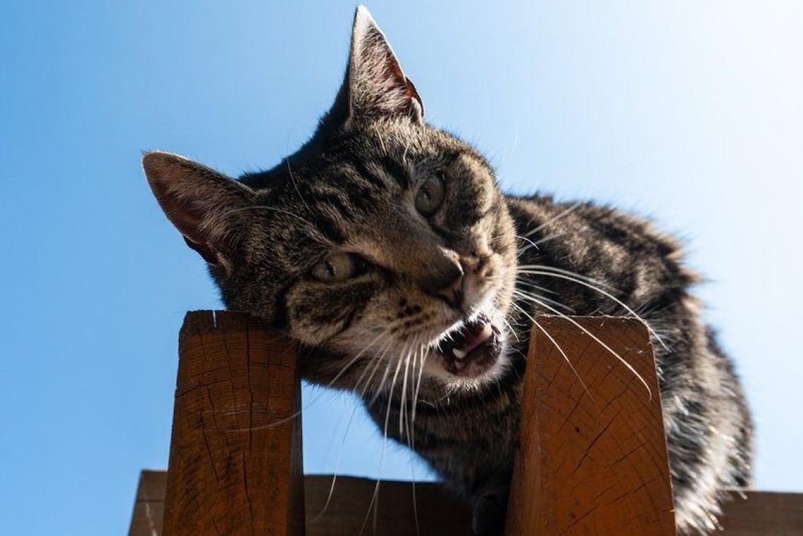 Waarom miauwen katten nu eigenlijk echt? - Metrotime