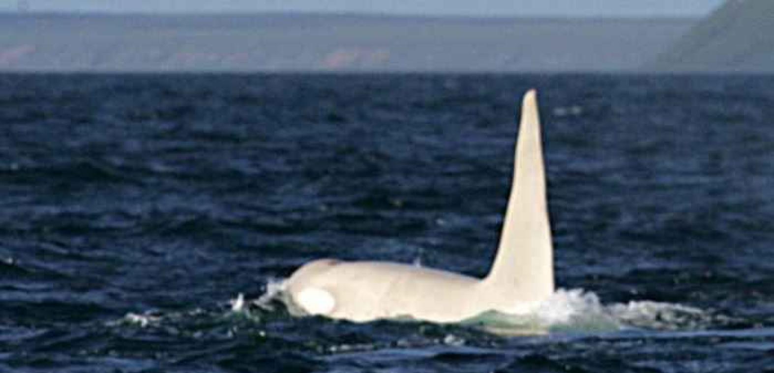Zeldzame witte orka komt boven water - Metrotime