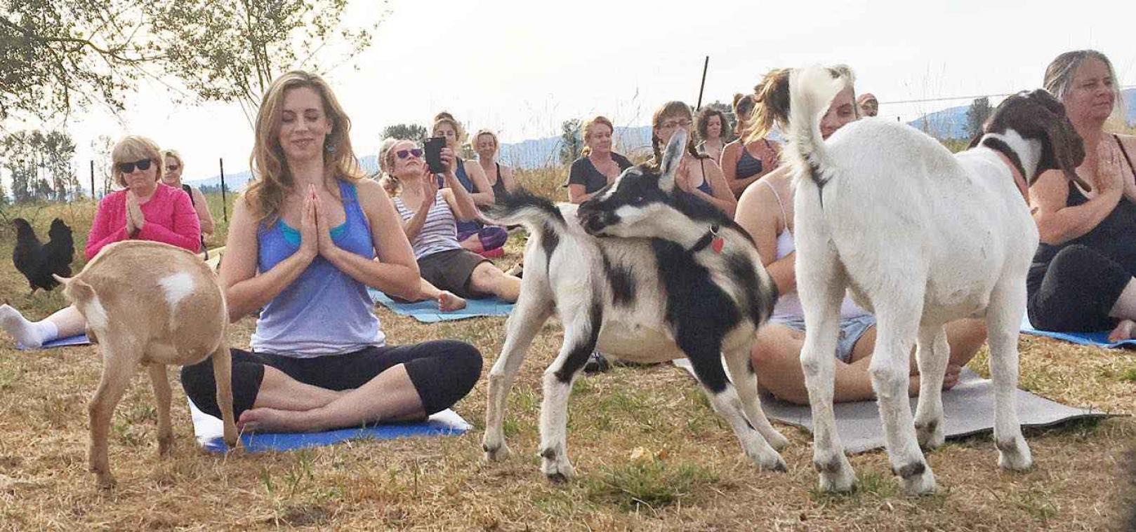 Yoga was nog nooit zo leuk dankzij deze geiten - Metrotime