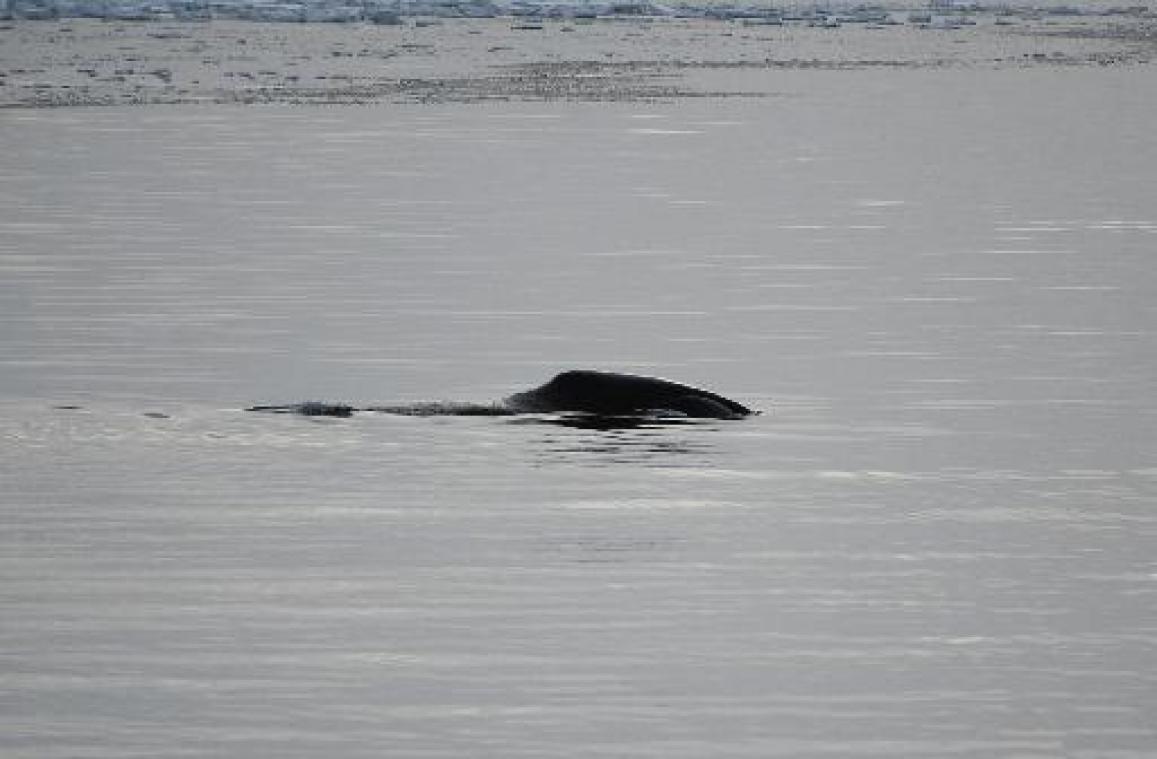 Unieke Groenlandse walvis voor kust van Raversijde - Metrotime