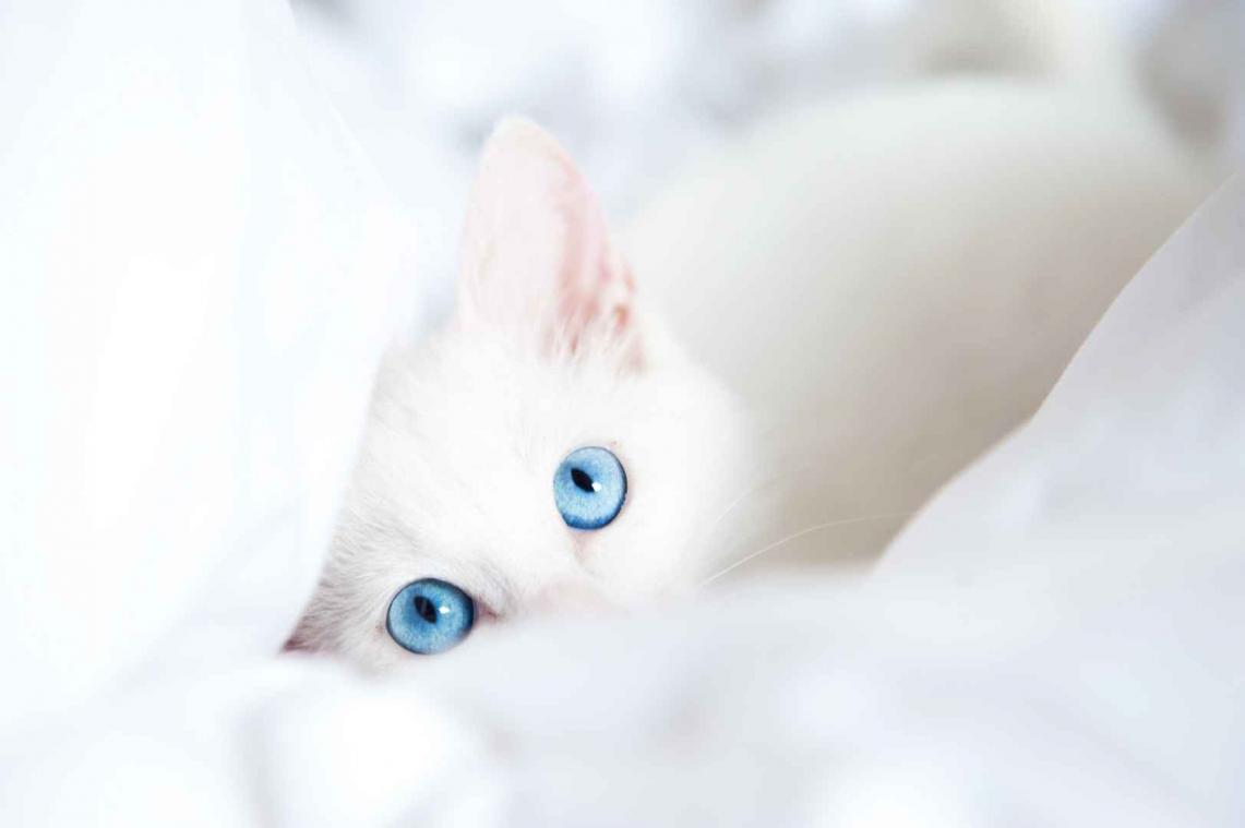 Heeft deze kat de mooiste ogen? - Metrotime