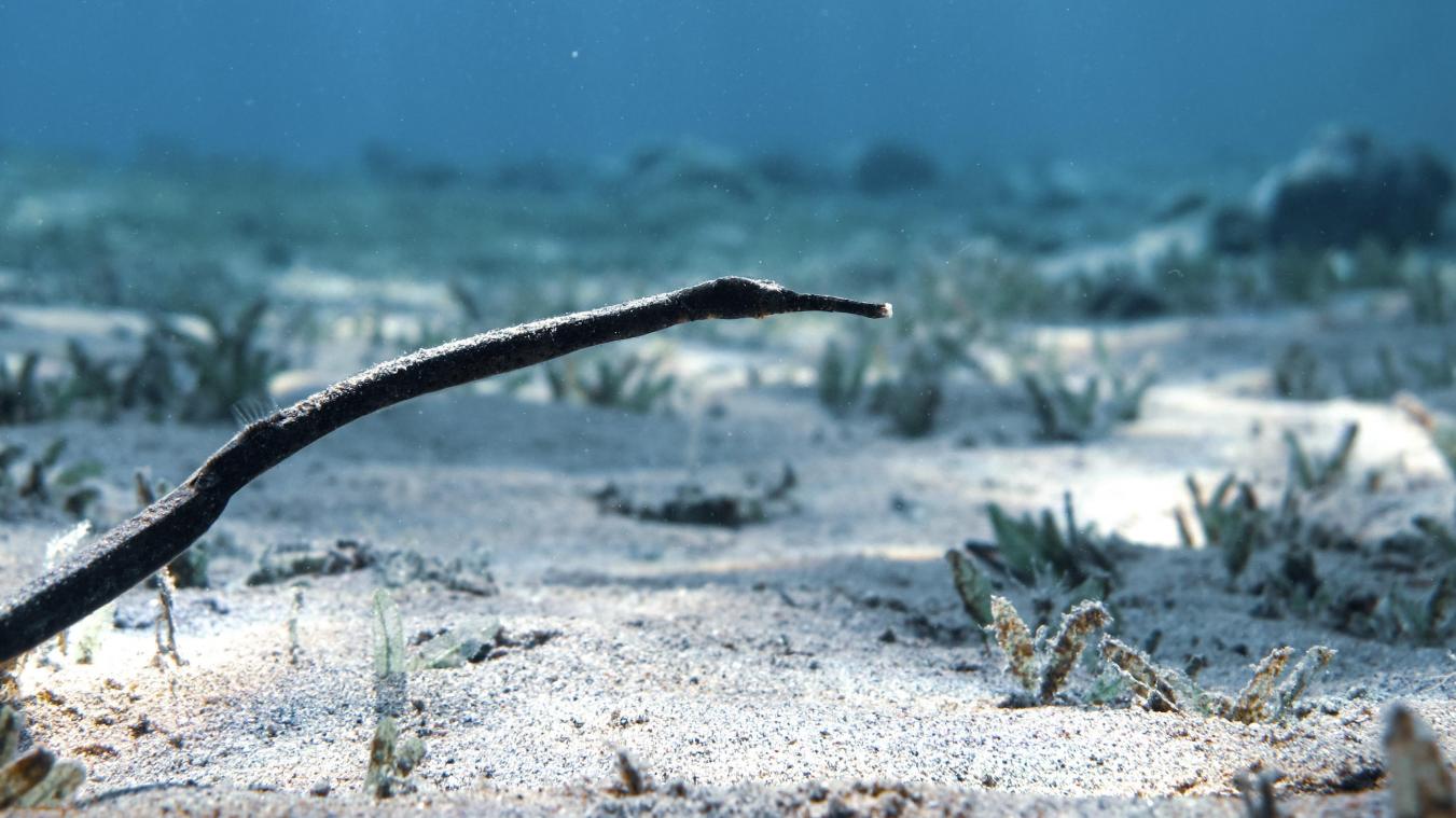 Leuk weetje om mee uit te pakken: daarom hebben zeedraken geen tanden ...