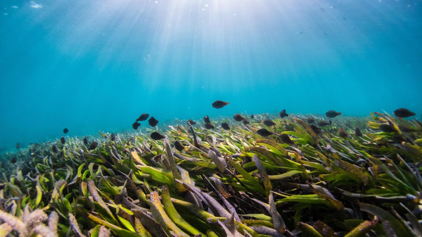 WOW. Grootste plant ter wereld ontdekt ten westen van Australië - Metrotime