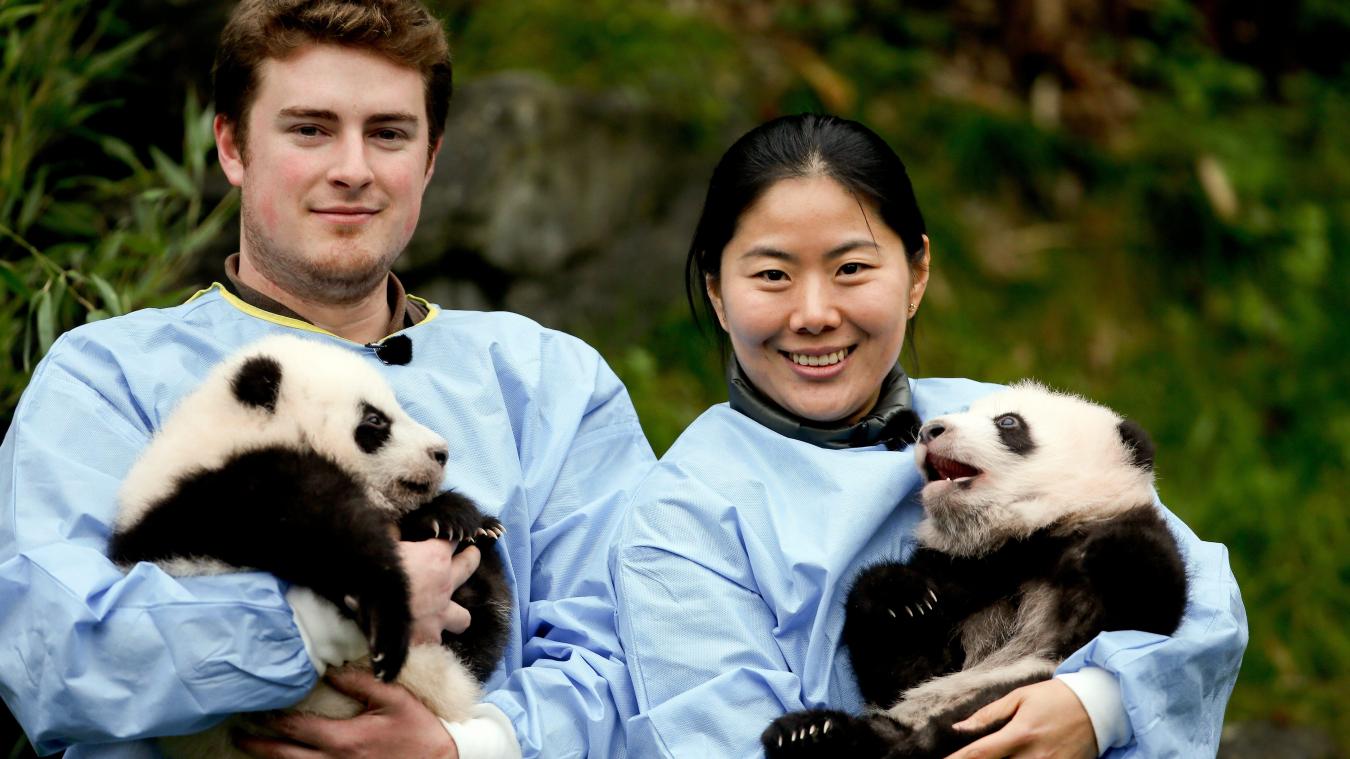 Pairi Daiza mag zijn vijf reuzenpanda’s voorlopig houden - Metrotime
