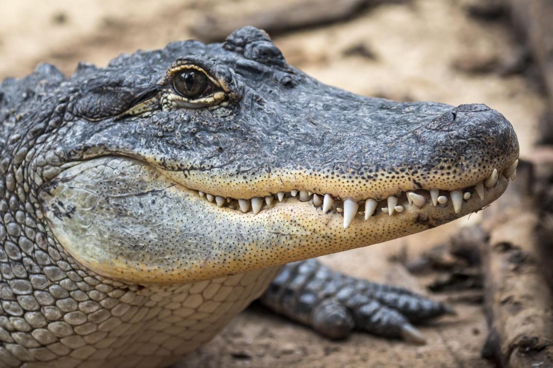 WOW. Agent vangt wilde alligator met lasso (video) - Metrotime