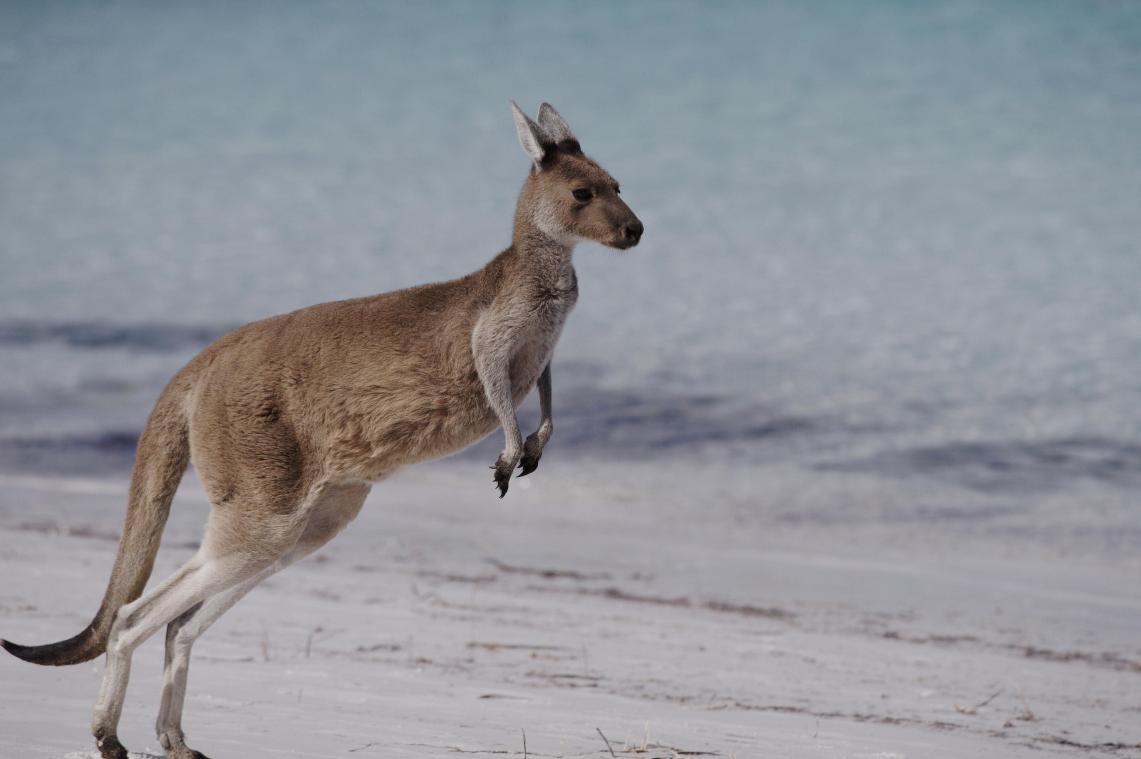 Australische experts roepen op om kangoeroes te doden om hen te redden van hongersdood - Metrotime