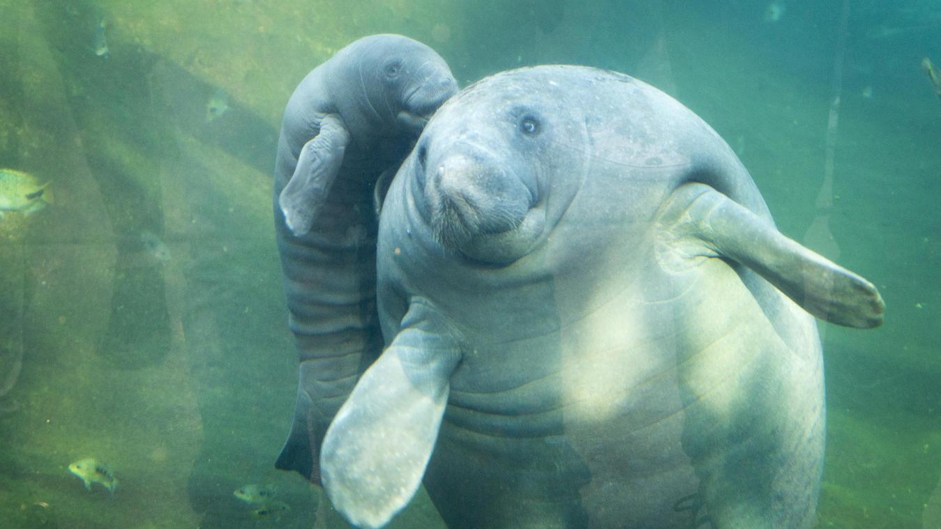 Populaire zeekoe sterft na ‘intensieve seks’ met eigen broer - Metrotime