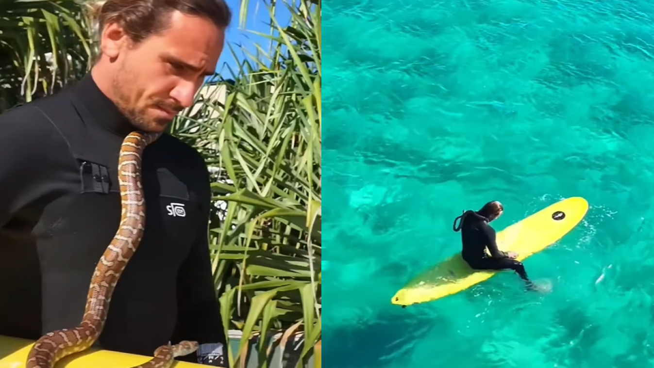 Man uit Australië krijgt boete nadat hij gaat surfen met python (video ...