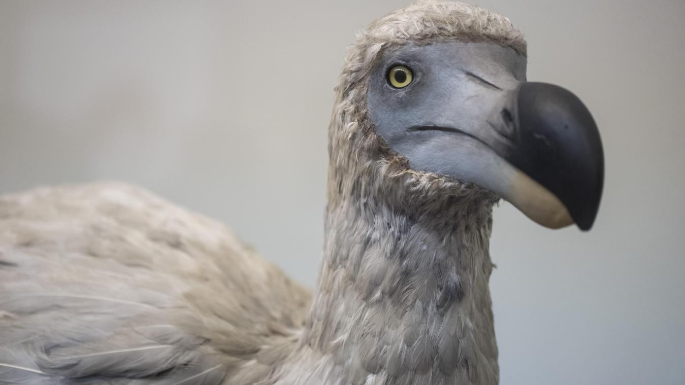 Wordt de dodo terug tot leven gebracht? - Metrotime