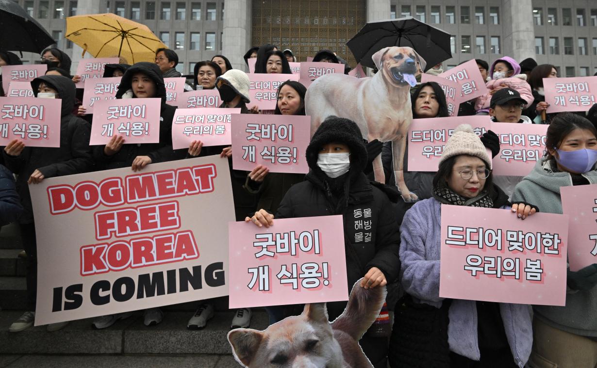 Zuid-Korea verbiedt slachten van honden en verkoop hondenvlees - Metrotime