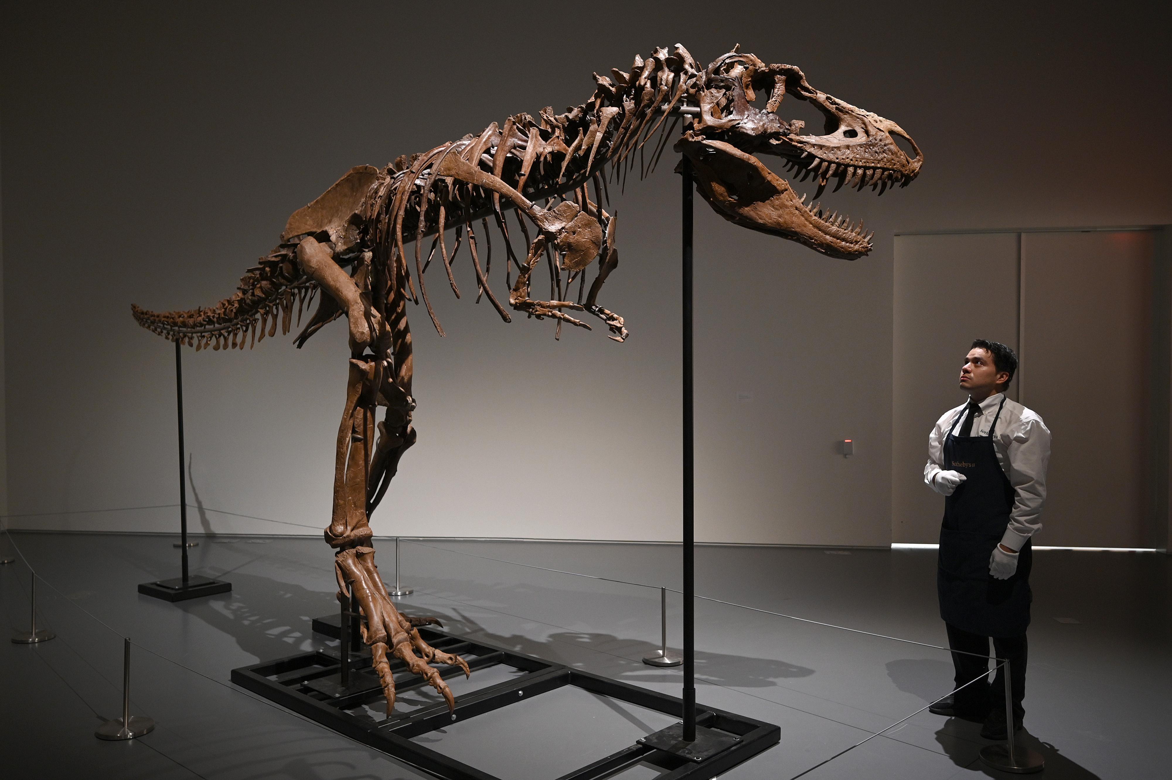 Dinosaurus Skelet Grafiek